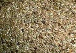 PRODUCTOS NATURALES - INFOSALUD Y BIENESTAR